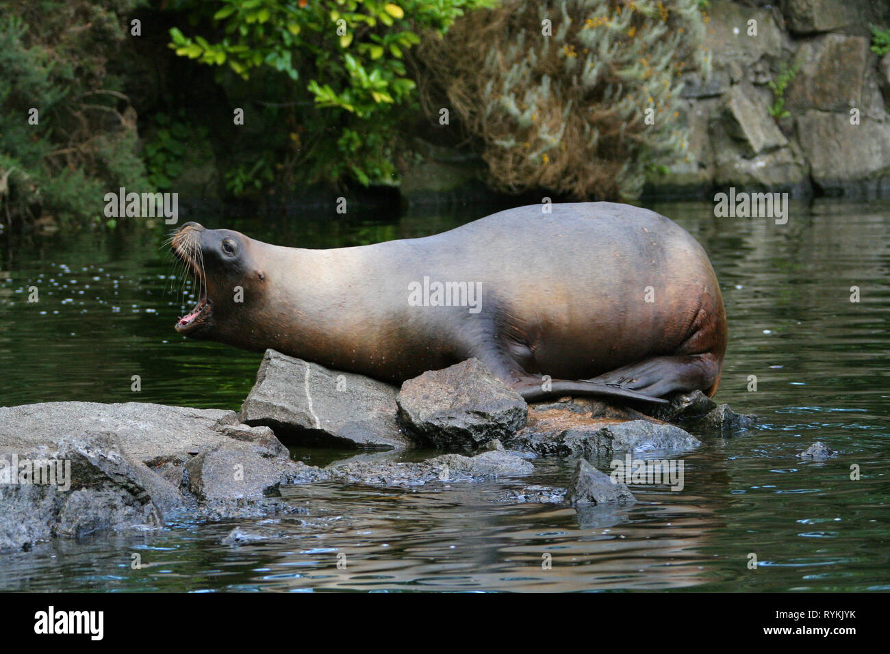 Shouting sea lion Stock Photo - Alamy