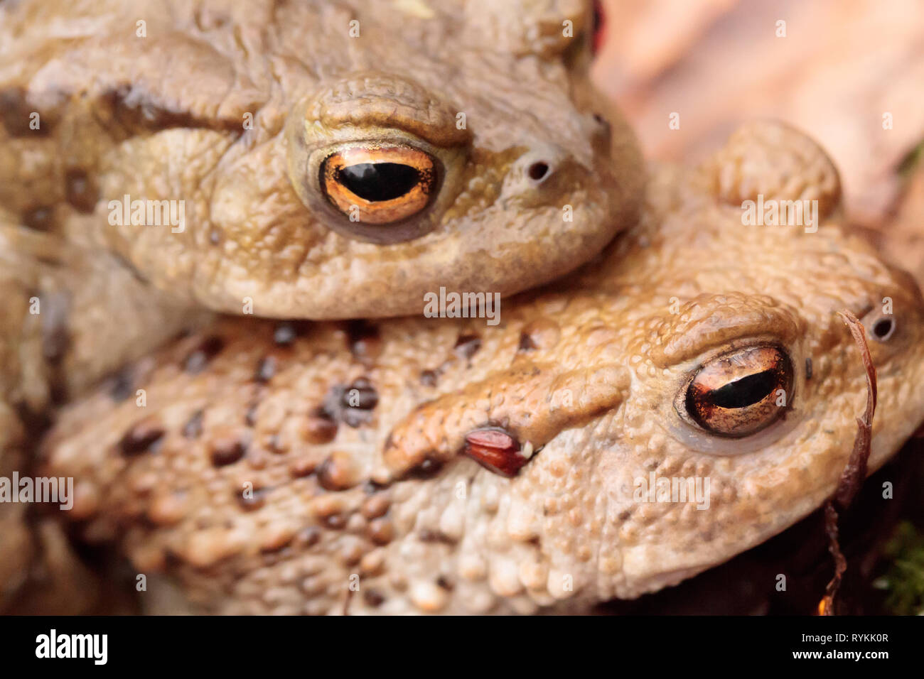 Common toads (Bufo bufo) mating. Surrey, UK Stock Photo - Alamy