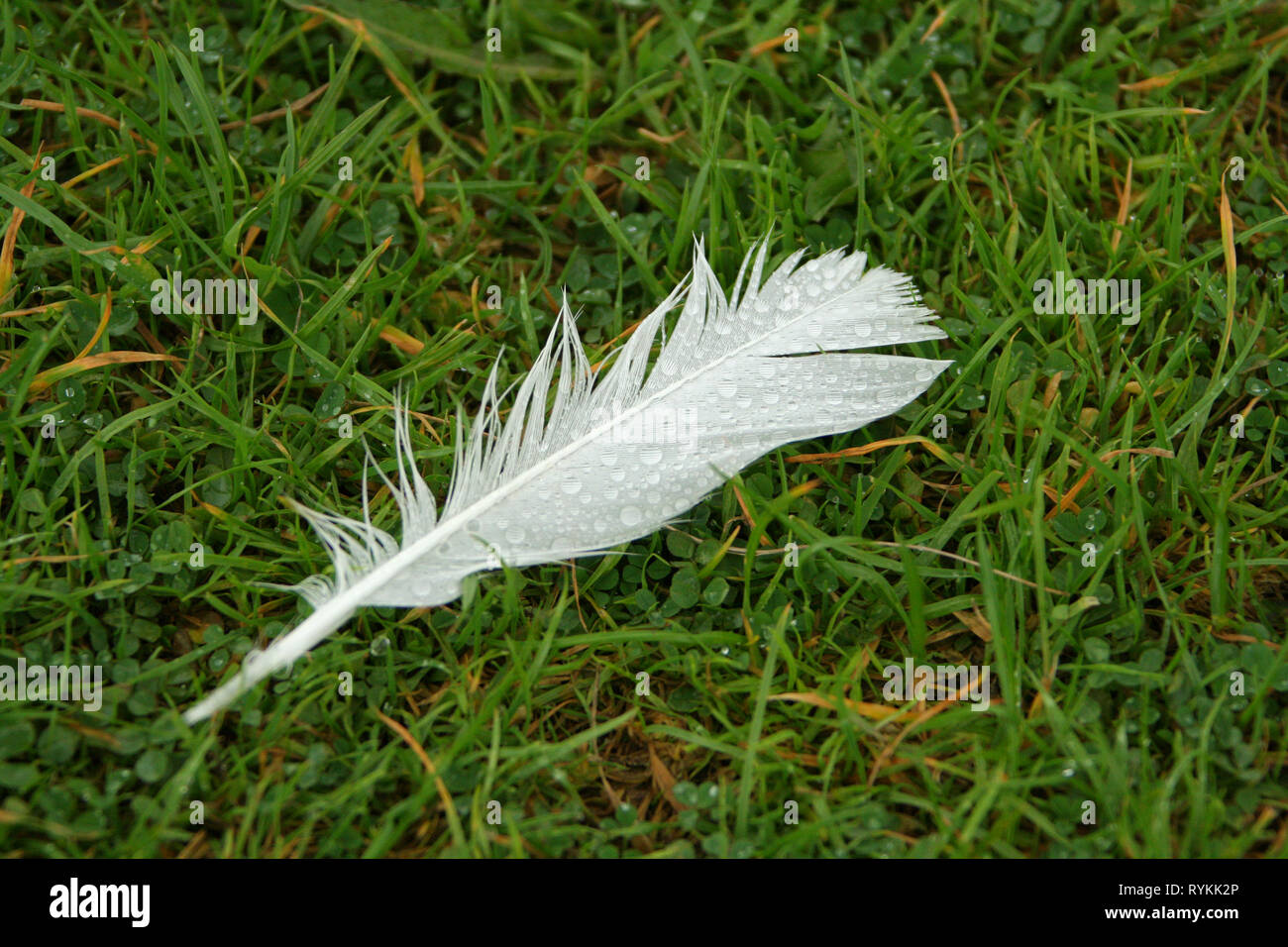 Bird feather with rain drops Stock Photo - Alamy