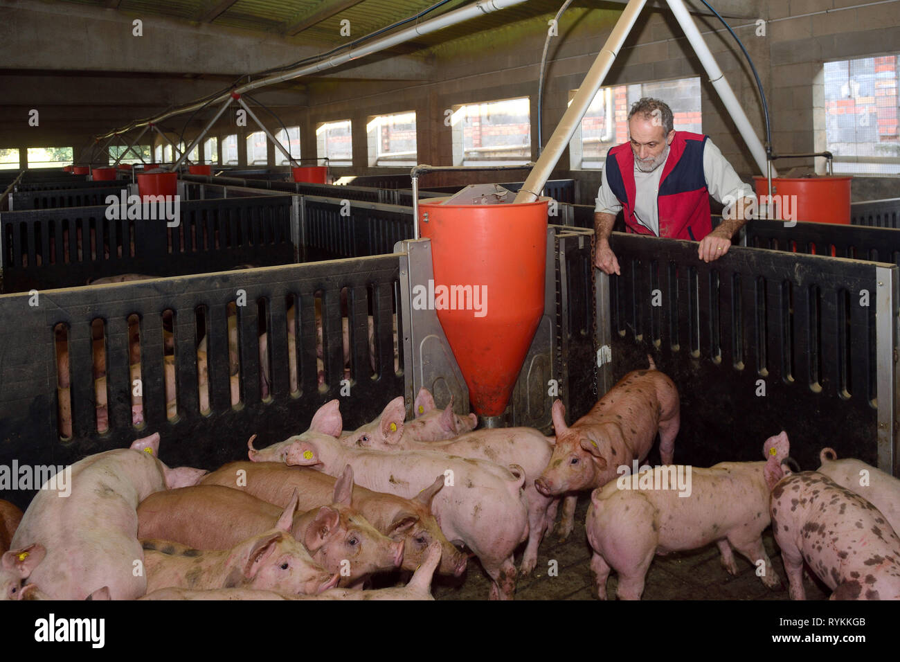 Man on farm feeding pig hi-res stock photography and images - Alamy