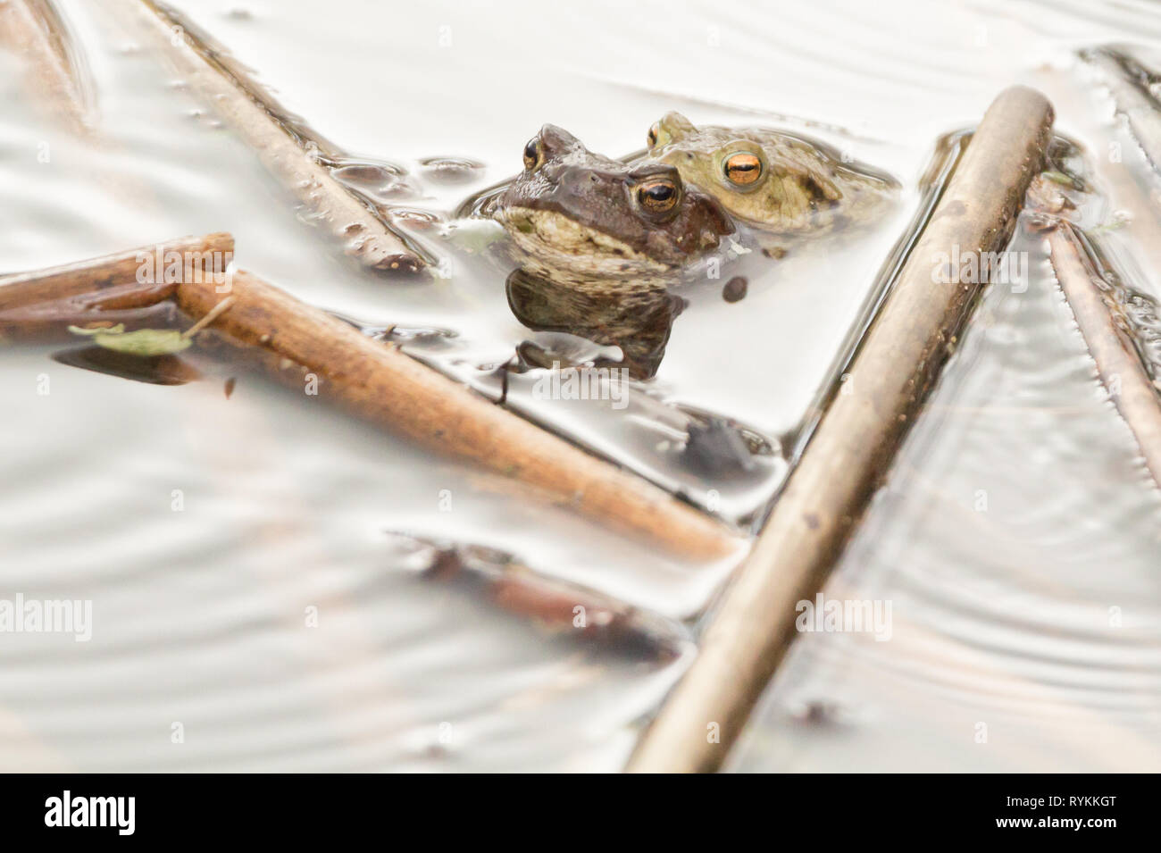 Uk toads mating hi-res stock photography and images - Alamy