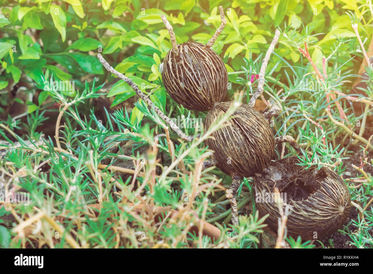 An artificial ant statue made from coconut, decorated on trees in the ...