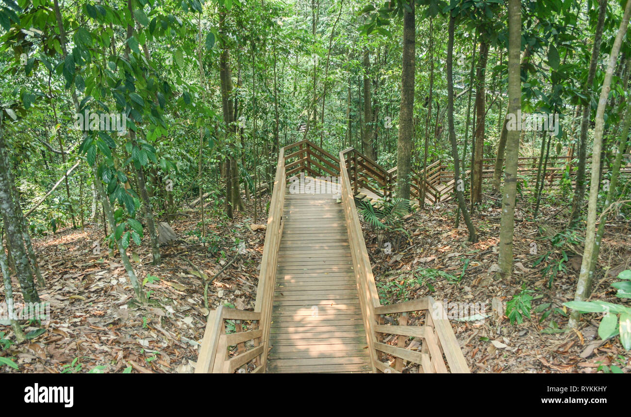 Bukit Timah nature reserve during the haze of 2015, Singapore Stock ...