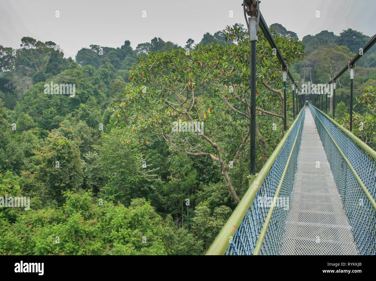 Bukit timah nature reserve singapore hi-res stock photography and images - Alamy