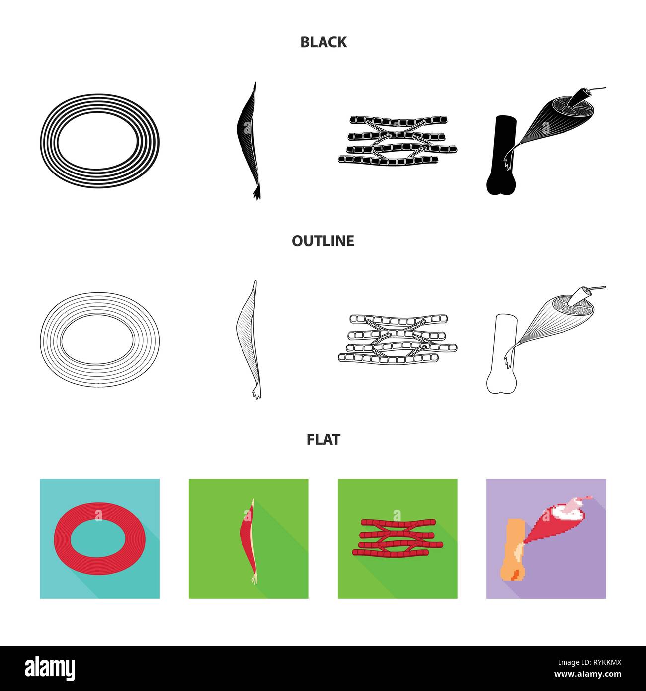 Vector design of fiber and muscular symbol. Set of fiber and body stock ...