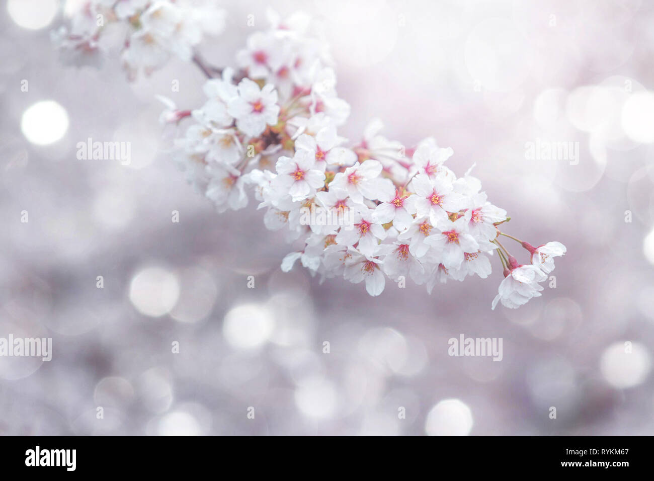 abstract cherry blossom Spring Background Stock Photo - Alamy
