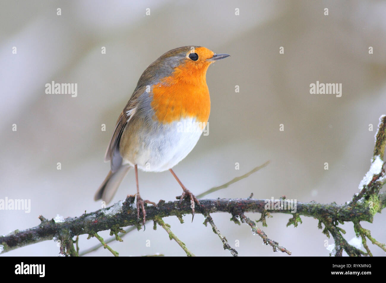 Native robin redbreast hi-res stock photography and images - Alamy