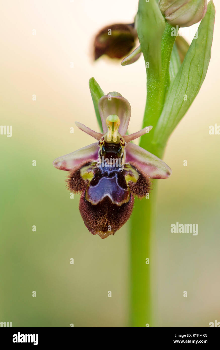 Ophrys x castroviejoi, Hybrid wild orchid Ophrys scolopax x Ophrys ...