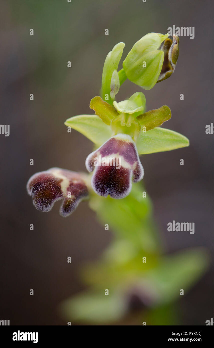 Ophrys fusca dyris hi-res stock photography and images - Alamy