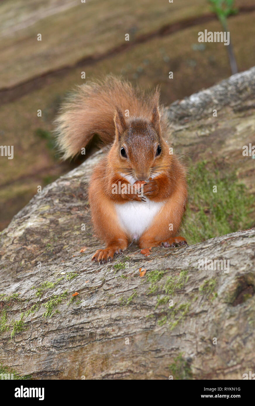 Closeup red squirrel sciurus hi-res stock photography and images - Alamy