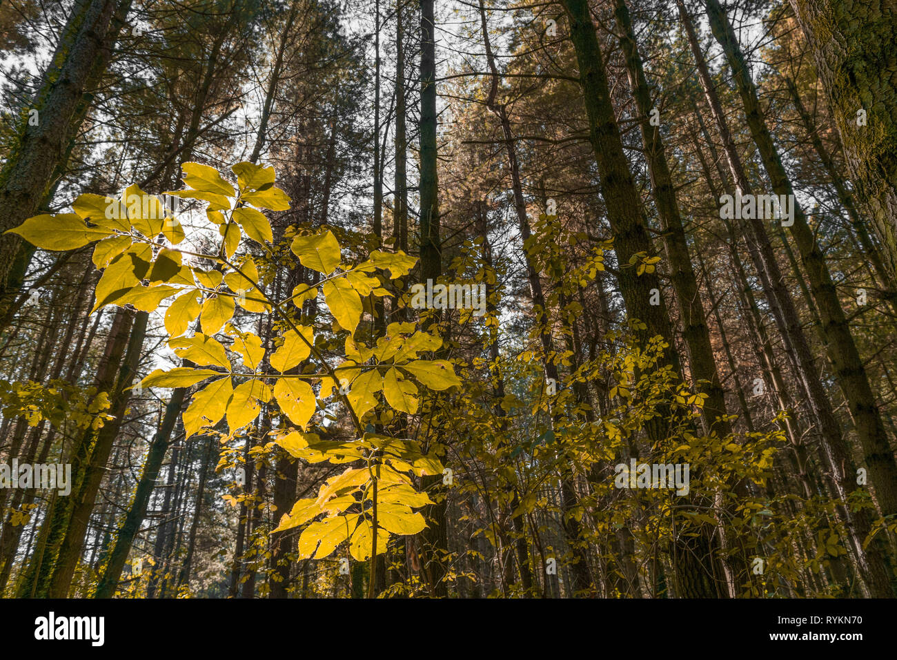 Landscape of trees in a wild forest Stock Photo - Alamy