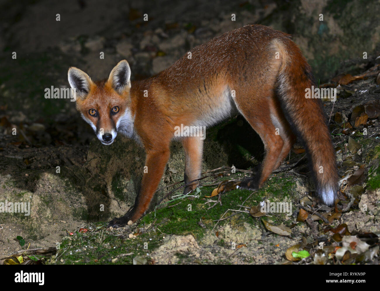red fox vulpes vulpes Stock Photo - Alamy