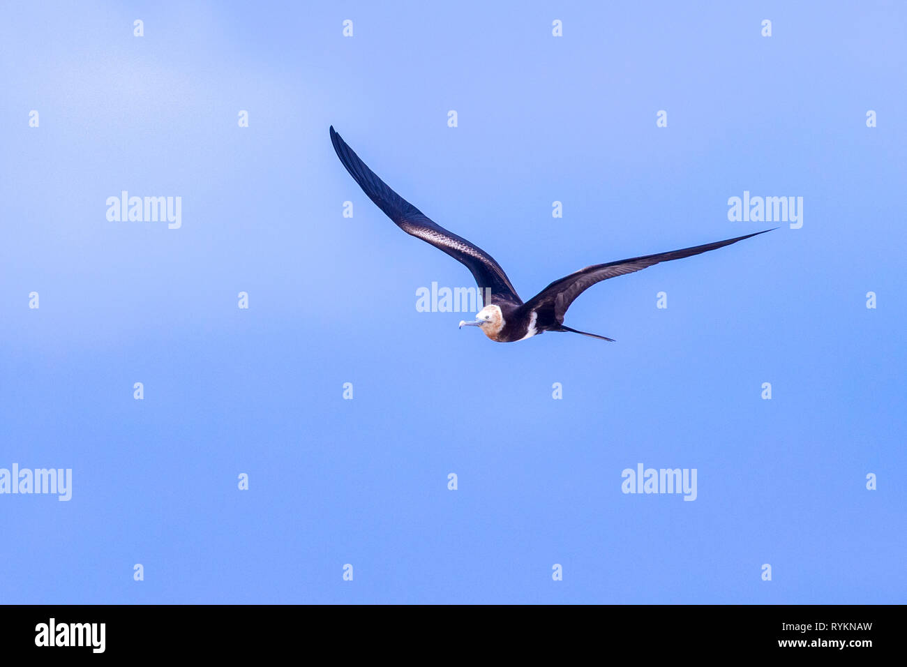 Great fregate hi-res stock photography and images - Alamy