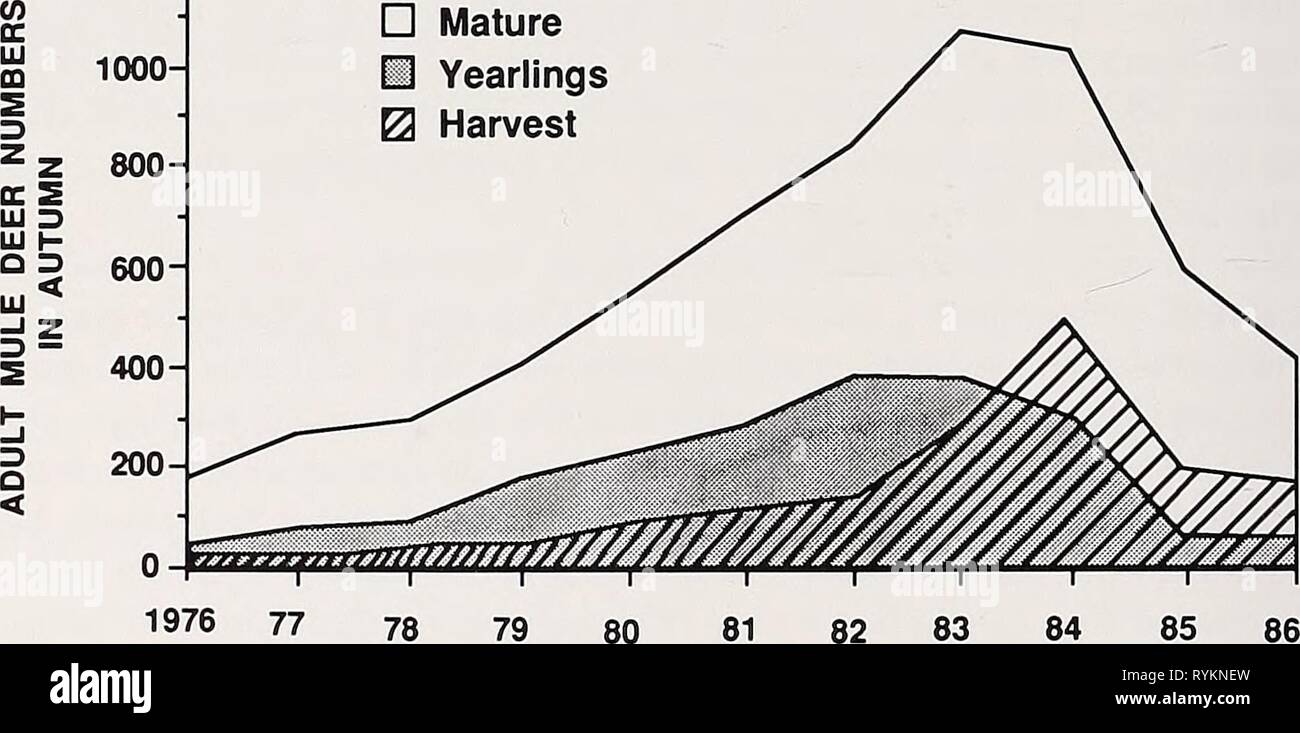 Arizona white tailed deer hi-res stock photography and images - Alamy