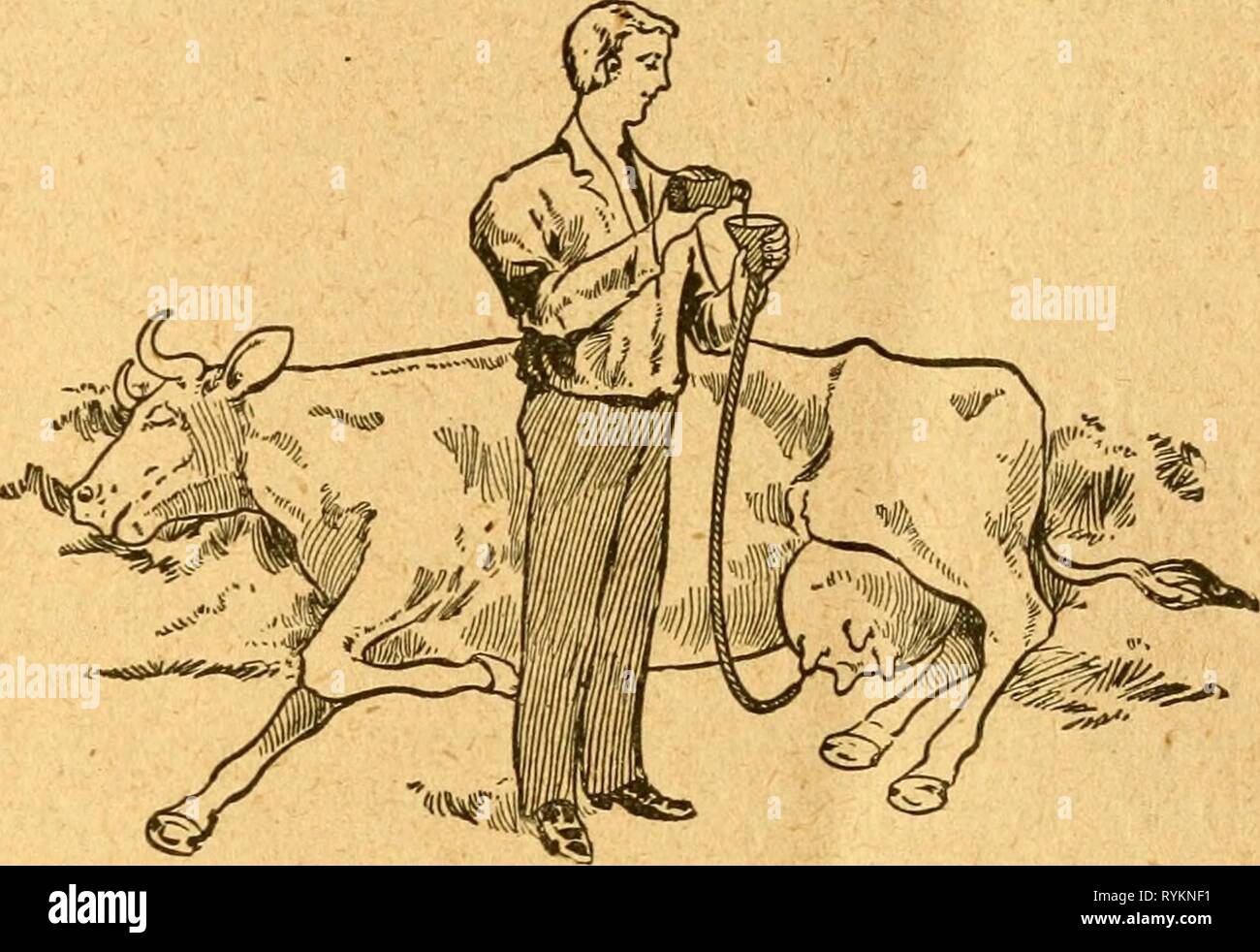 Sheep udder disease hi-res stock photography and images - Alamy