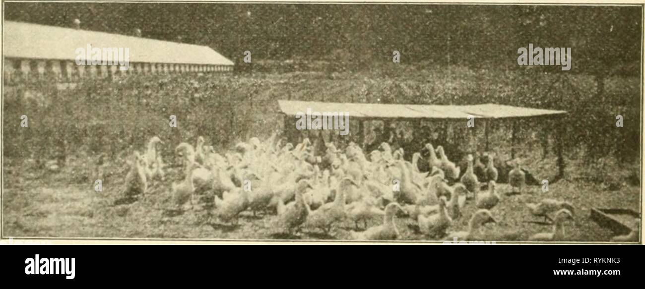 Duck dollars; (1911 Stock Photo - Alamy