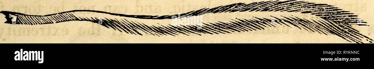 Elementary anatomy and physiology : for colleges, academies, and other ...