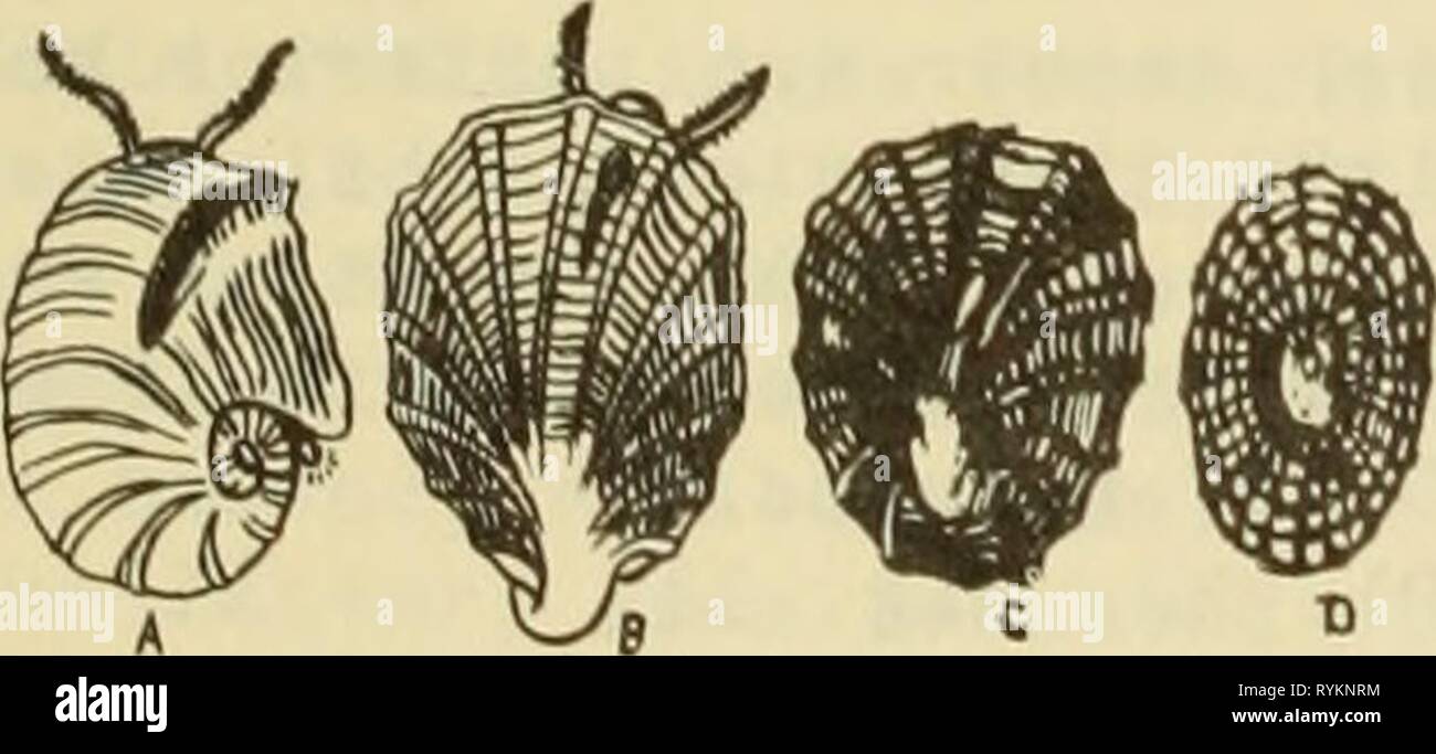 Acmaea testudinalis hi-res stock photography and images - Alamy