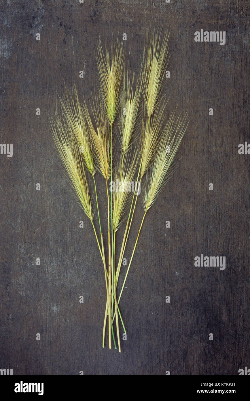Heads Of Barley High Resolution Stock Photography and Images - Alamy