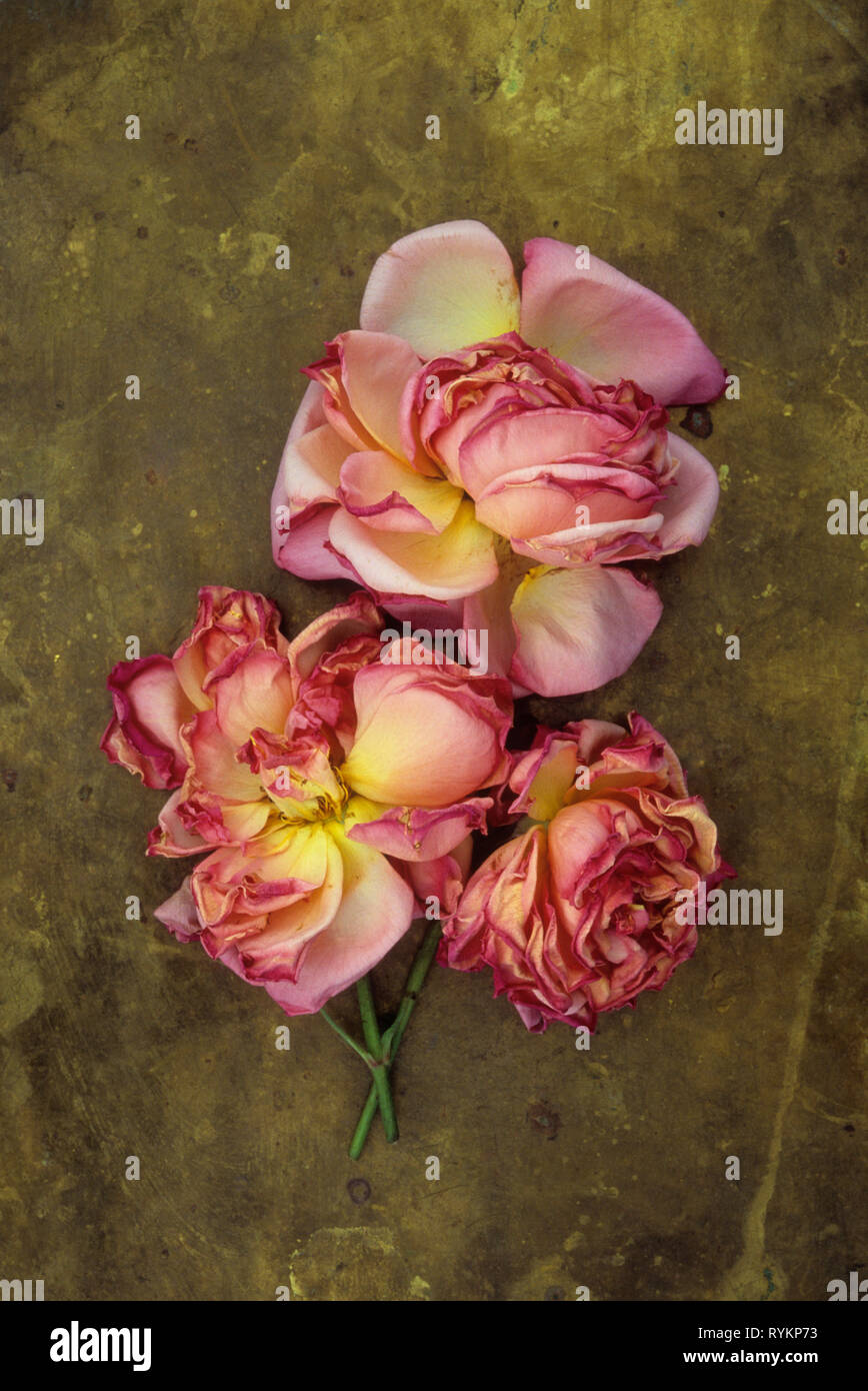 Three rose flowerheads hi-res stock photography and images - Alamy