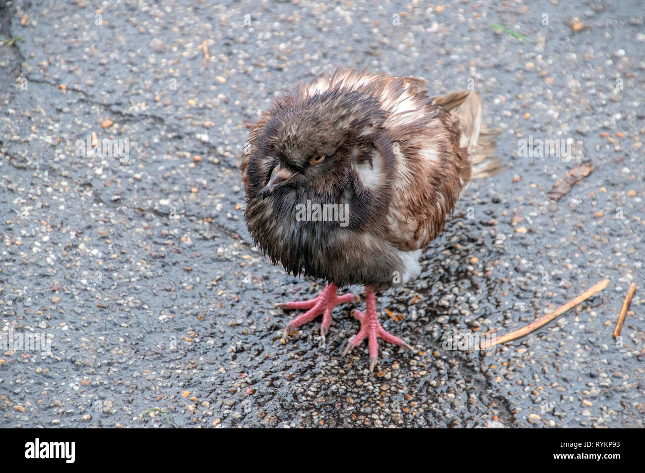 Dirty pigeon hi-res stock photography and images - Alamy