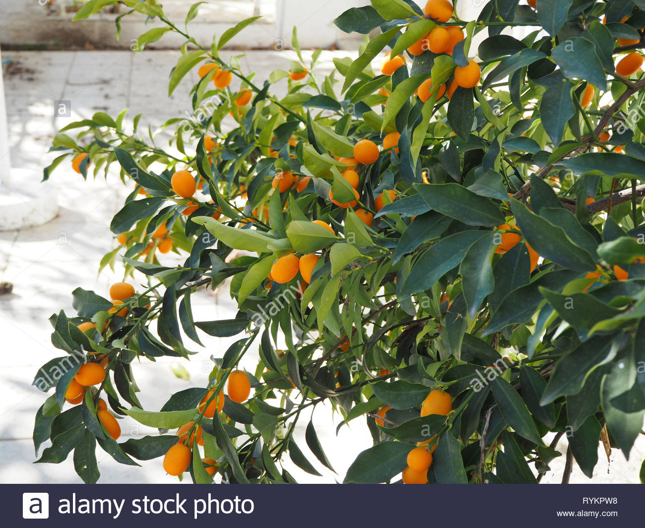 Kumquat Tree Stock Photos & Kumquat Tree Stock Images - Alamy