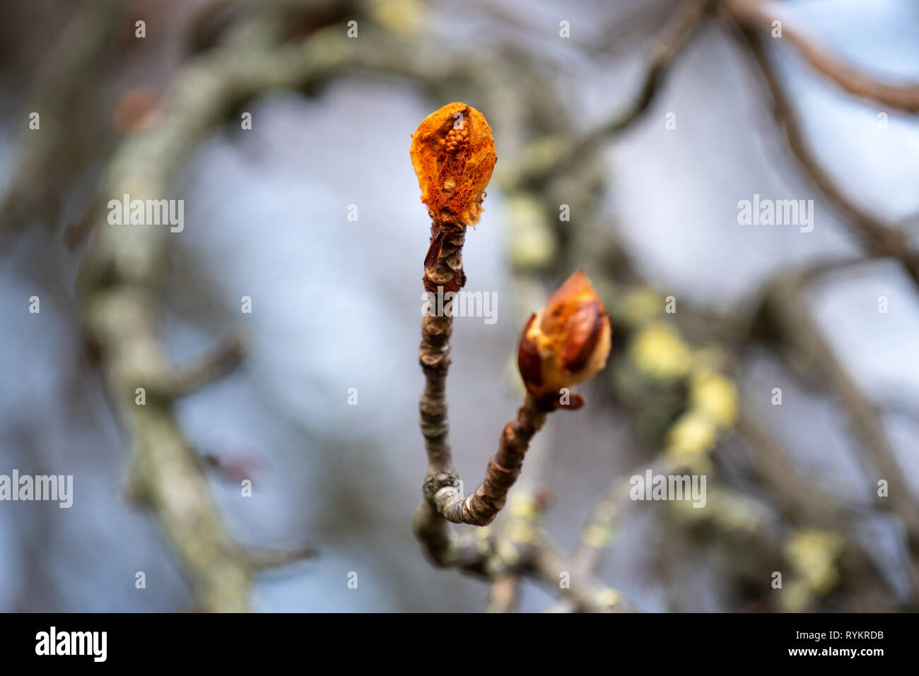 Chestnut branch with buds and saplings Stock Photo - Alamy