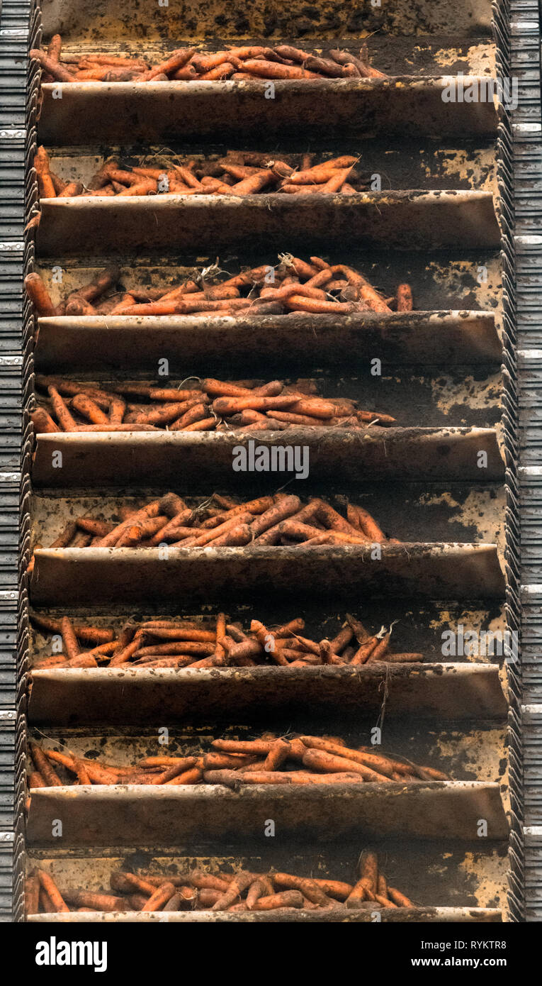 Carrots moving up a conveyor belt after being harvested Stock Photo - Alamy