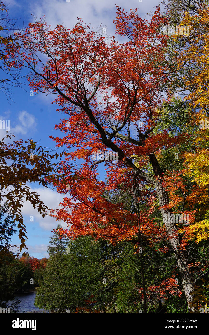 Fall Colours in Muskoka Stock Photo - Alamy
