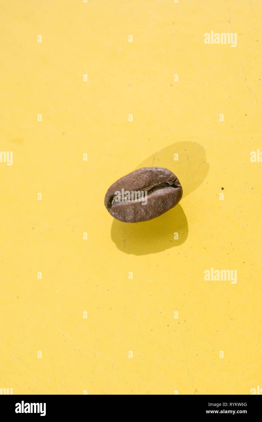 Close up macro photo of one single coffee bean against a single color ...