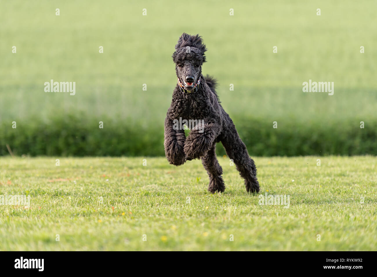 King poodle. Funny big dog is jumping on a meadow Stock Photo - Alamy