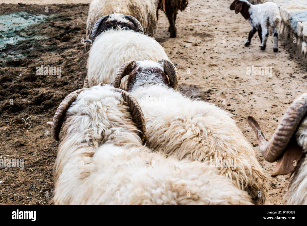this is a capture from a group of sheep gather to get a meal, and this ...