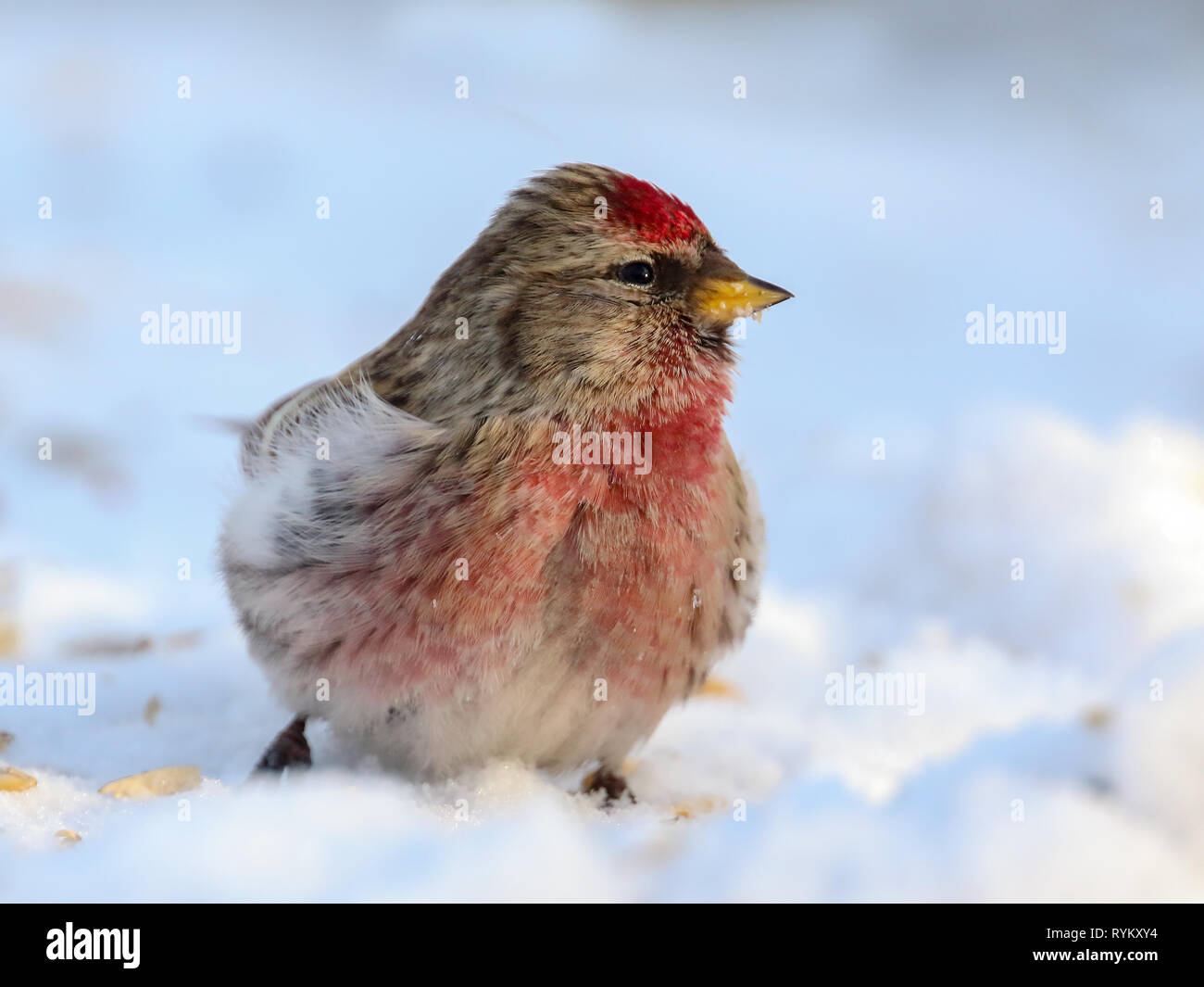 Redpoll beak hi-res stock photography and images - Alamy