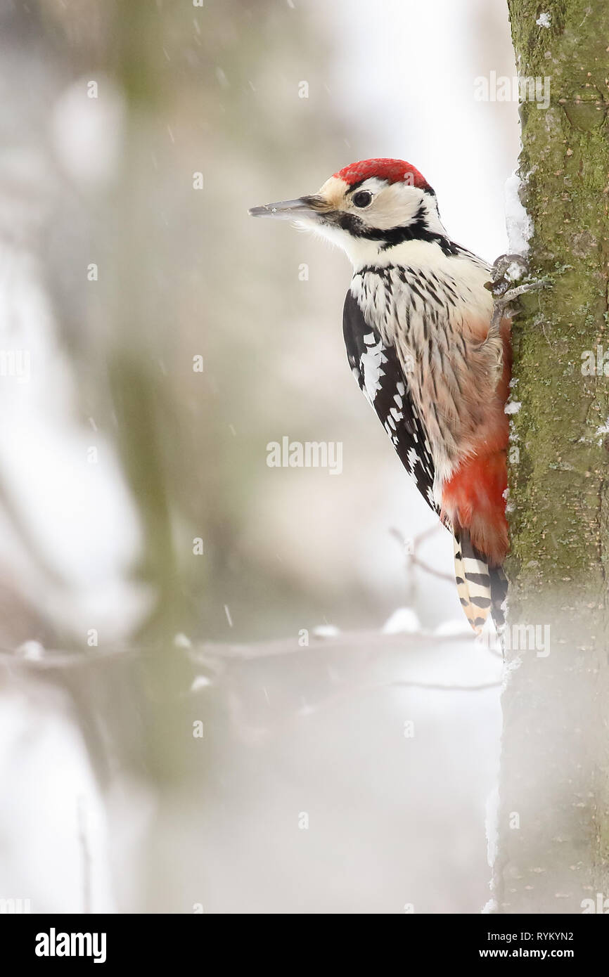 White backed woodpecker hi-res stock photography and images - Alamy