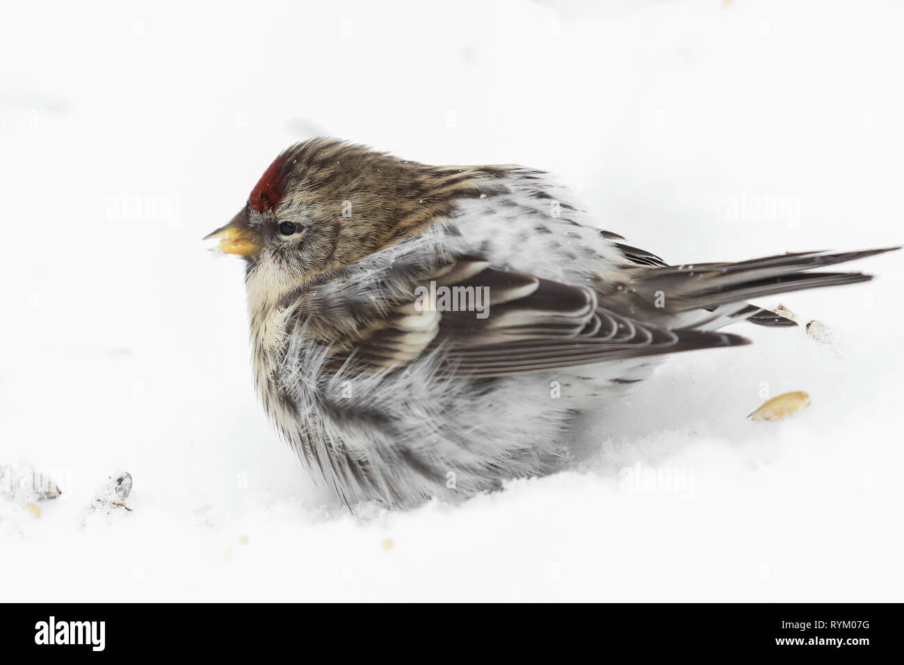 Common small tree Cut Out Stock Images & Pictures - Alamy