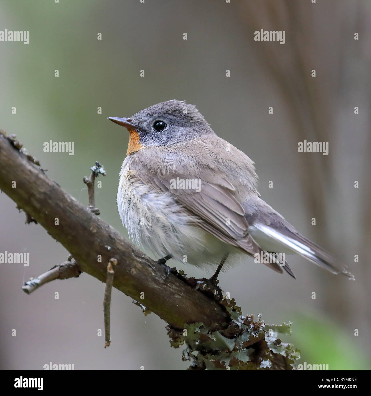 Red-breasted Flycatcher is beautifully singing bird Stock Photo - Alamy