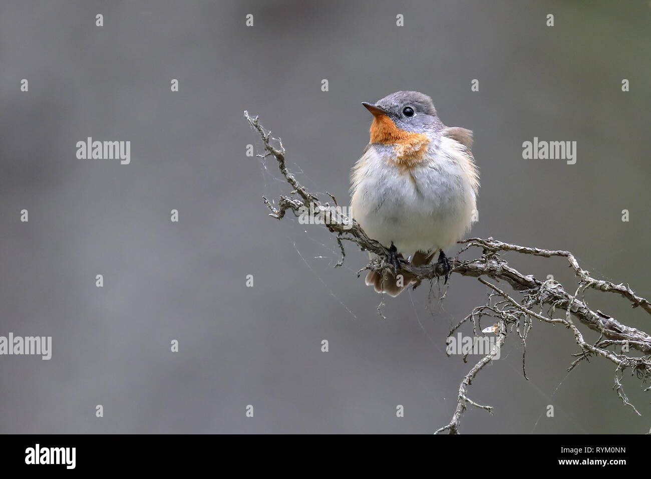 Red-breasted Flycatcher is beautifully singing bird Stock Photo - Alamy