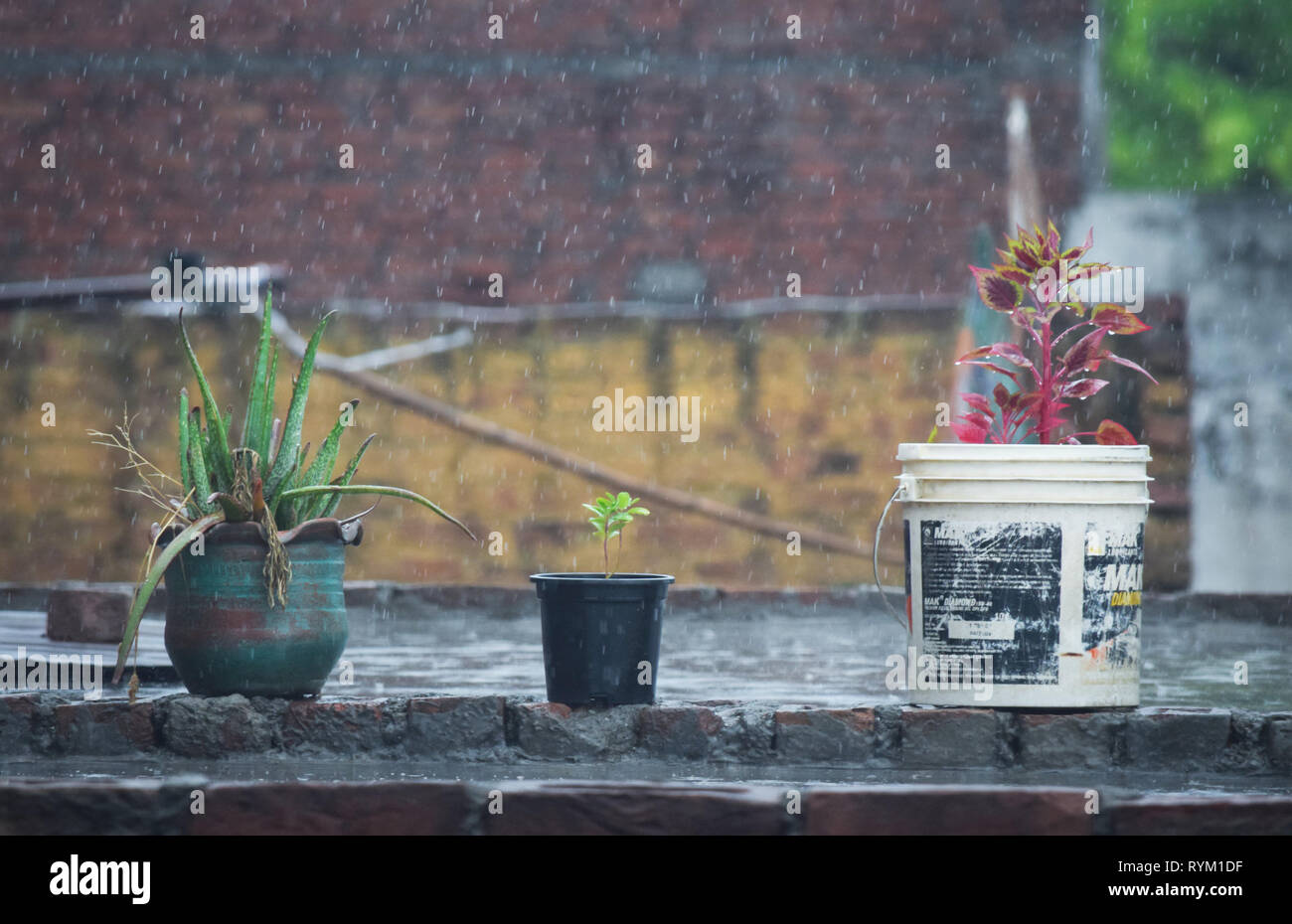 Monsoon tree hi-res stock photography and images - Alamy