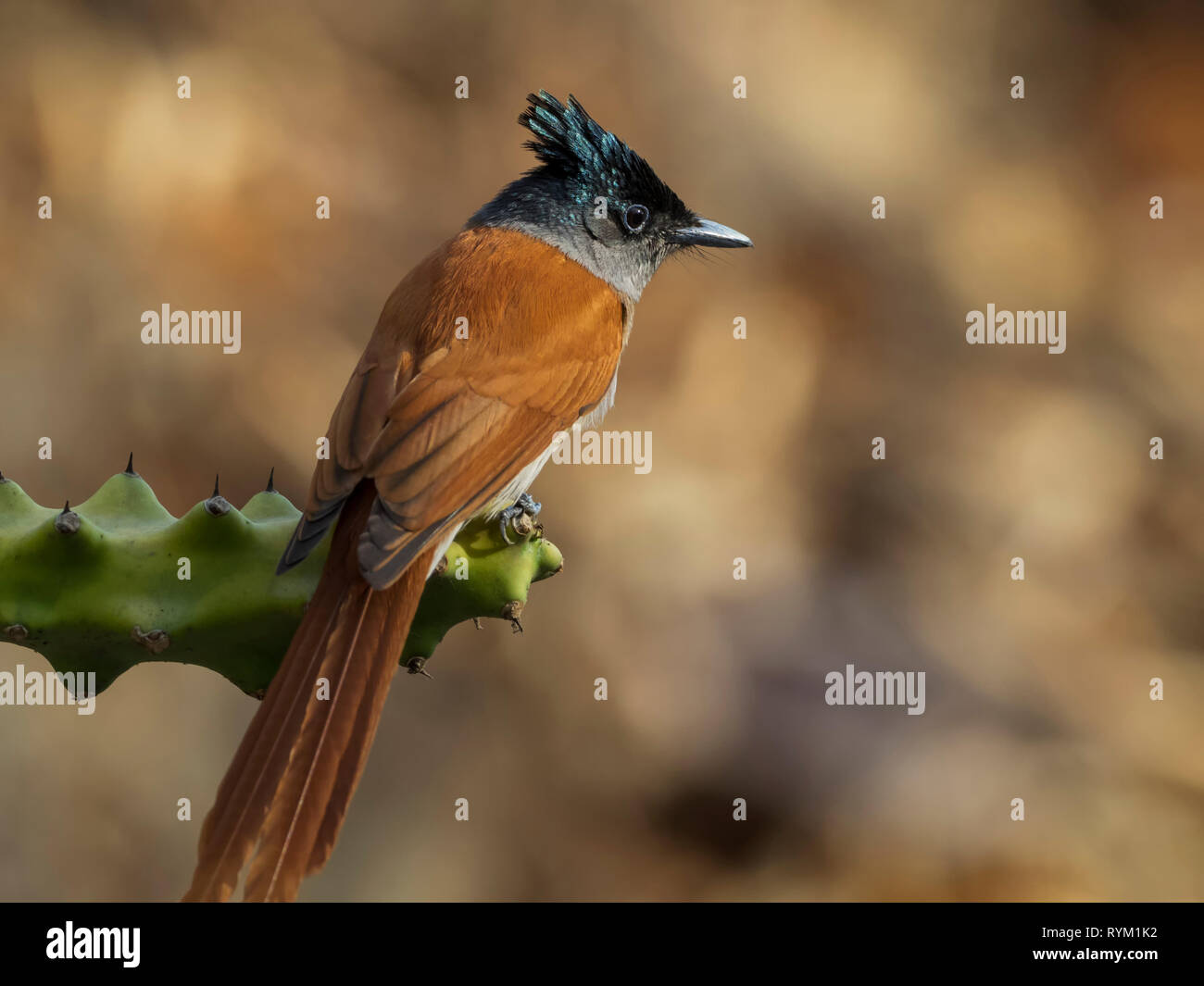 Asian paradise flycatcher hi-res stock photography and images - Alamy