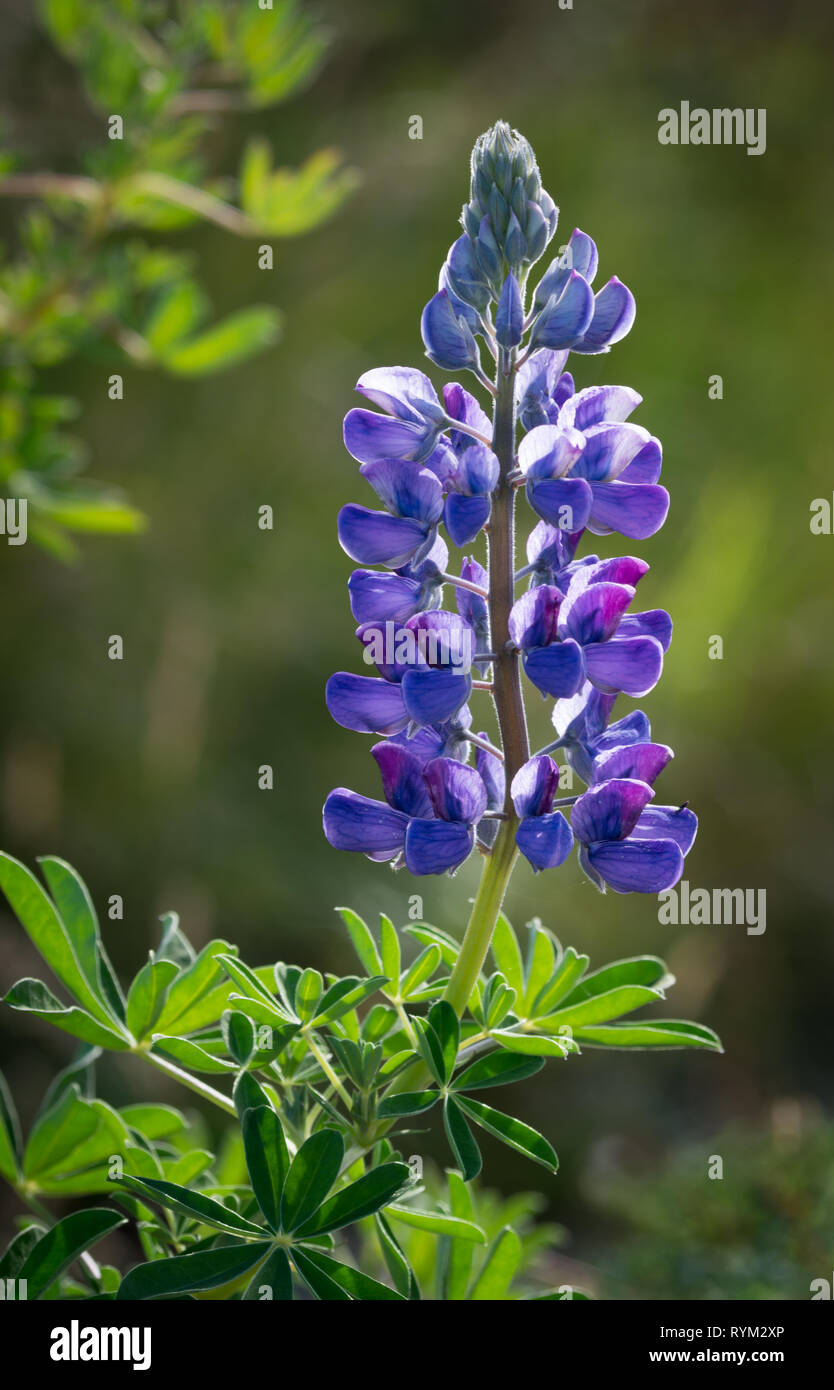 Alaskan lupine (Lupinus lootkatensis) growing in Iceland, where it is ...