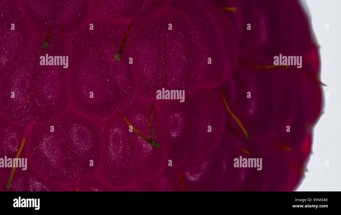 The hair skin of the raspberry on a macro shot with the bumps on the ...