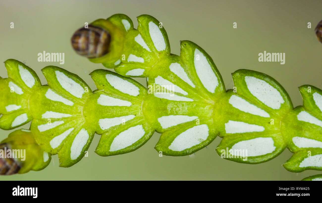 The black tip of the green Araucaria bernierie plant on a macro shot ...