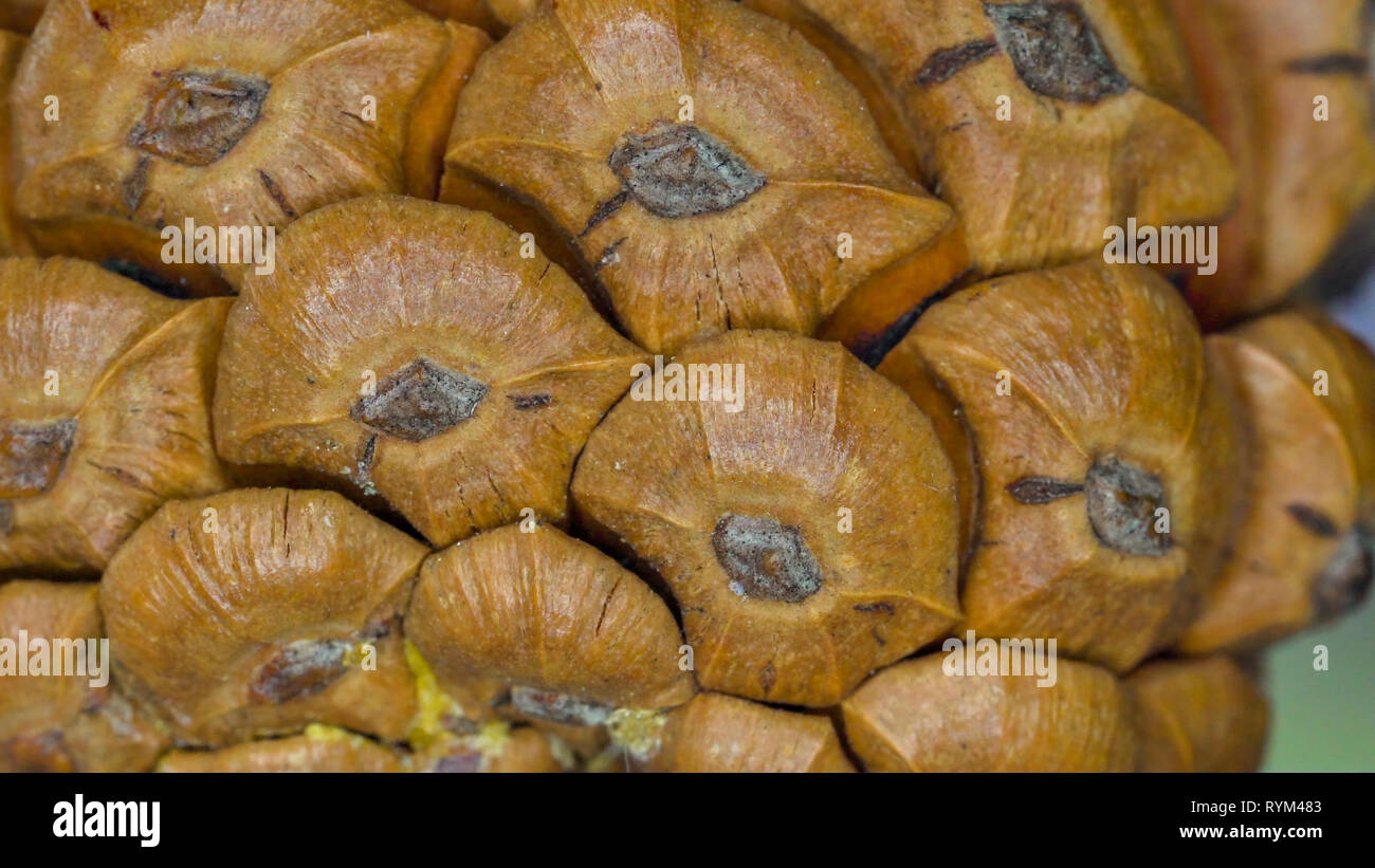 Closed cones of the scales of the Pinus nigra on a macro shot or also ...