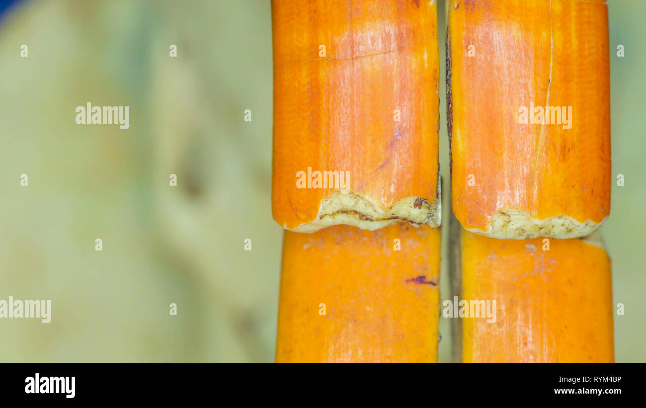 The skeleton bones of the genus Castor or beaver on a macro shot with ...