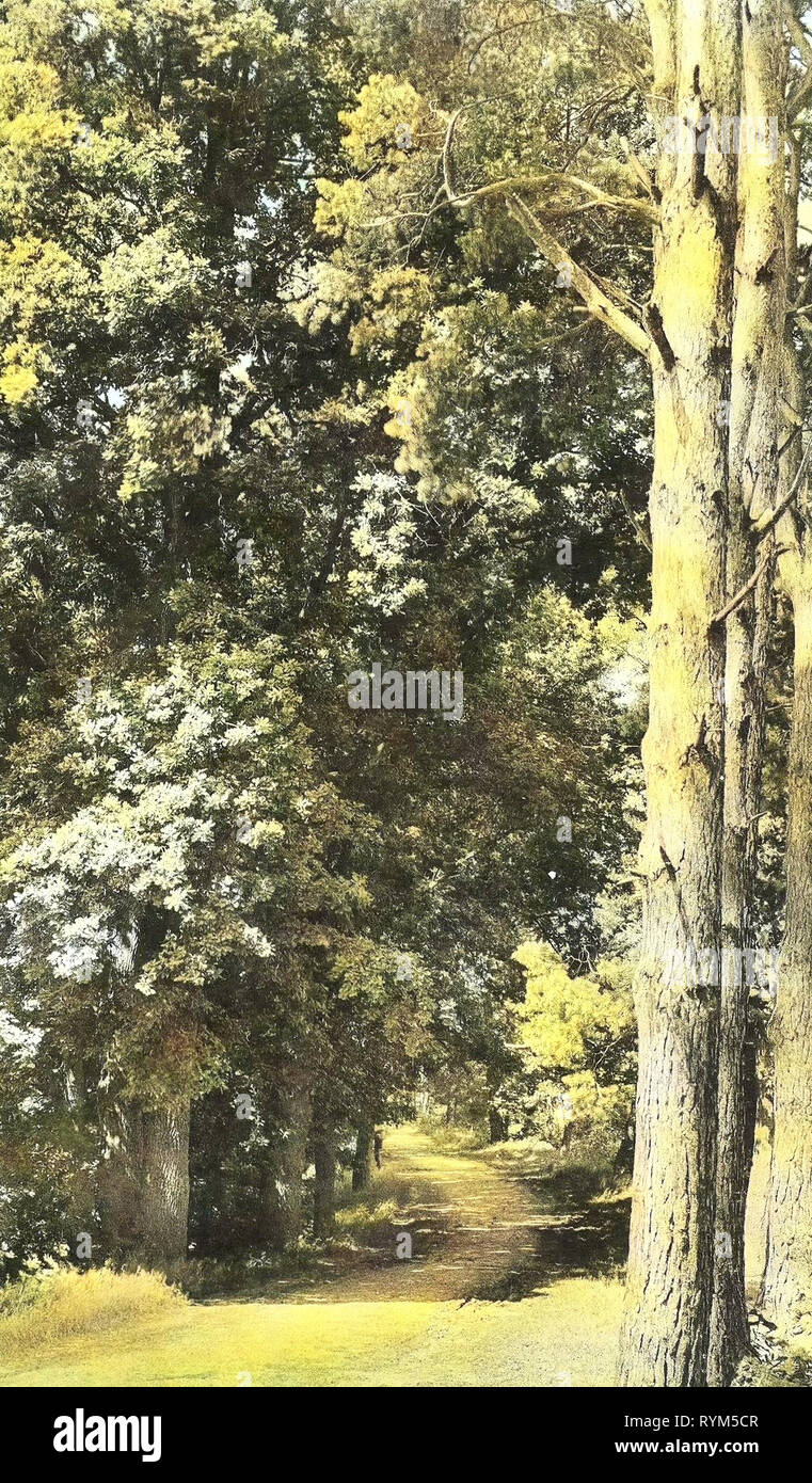 Forests in Saxony, Forest roads in Saxony, Dahlen, 1920, Landkreis ...