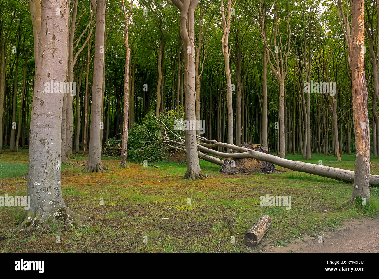 ghost forest nienhagen north sea germany fallen trees Stock Photo - Alamy