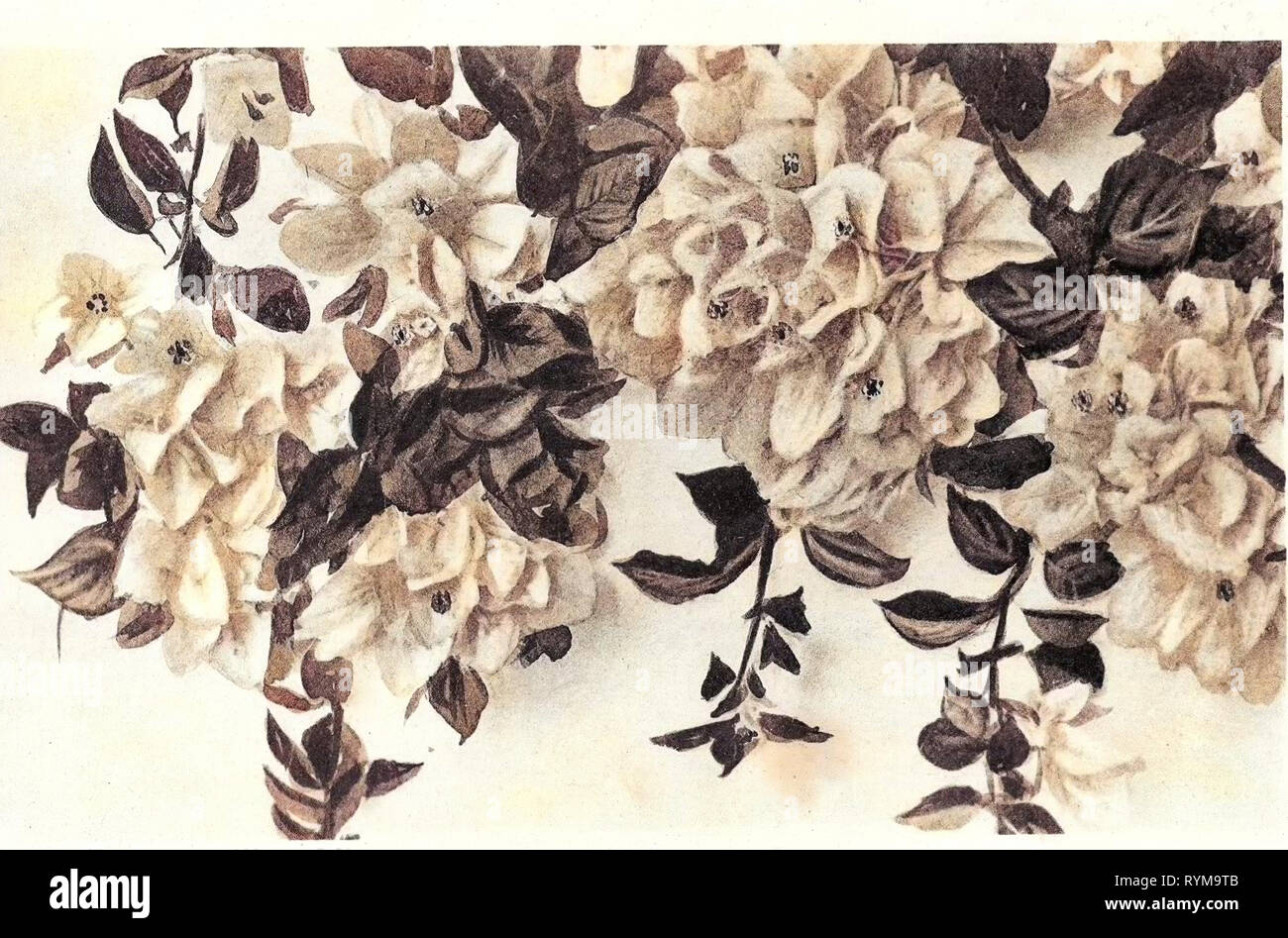 Bougainvillea, Paintings, 1905 postcards, 1905, The Bouganvillea Vine ...