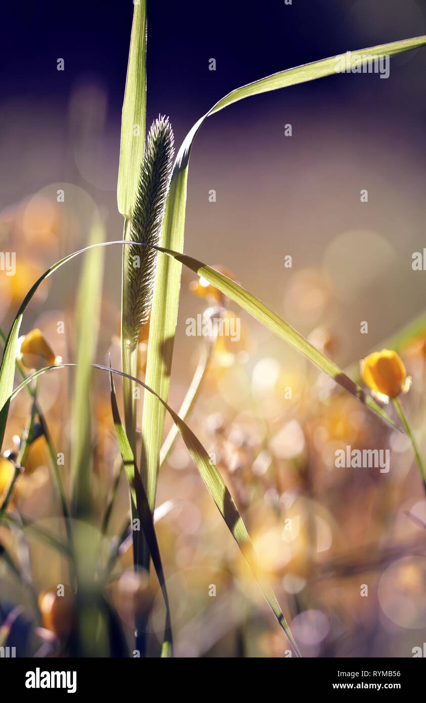 Wild grass - Timothy-grass in the sunlight Stock Photo - Alamy