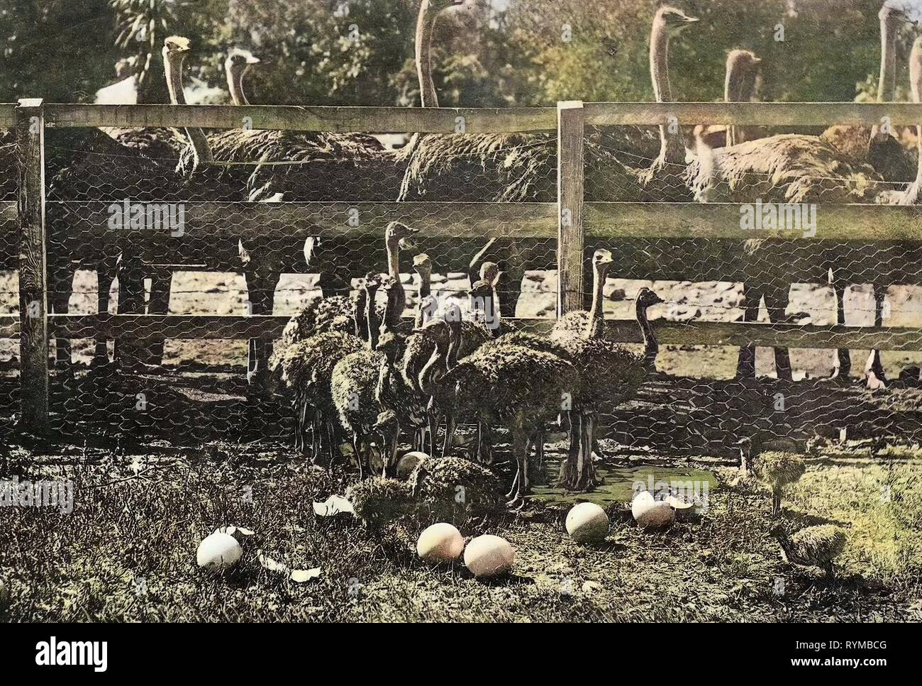 1905 postcards hi-res stock photography and images - Alamy