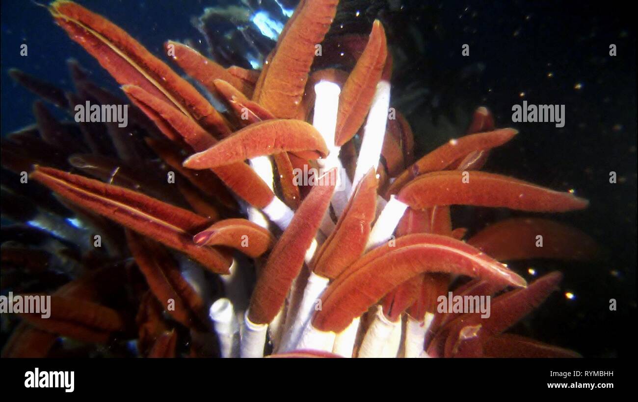 Giant Tube Worms High Resolution Stock Photography and Images - Alamy